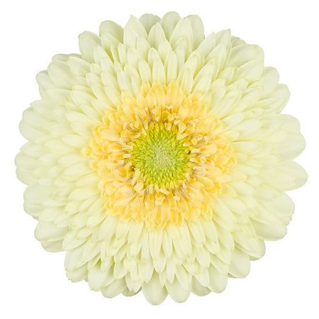 Gerbera Gerponi Big Guy 45cm | Wholesale Dutch Flowers & Florist ...