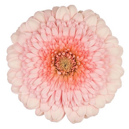 Gerbera Gerponi Big Sky 45cm | Wholesale Dutch Flowers & Florist ...