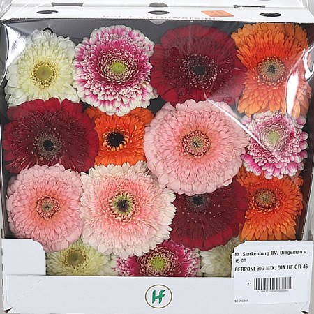 Gerbera Gerponi Mix 50cm | Wholesale Dutch Flowers & Florist Supplies UK