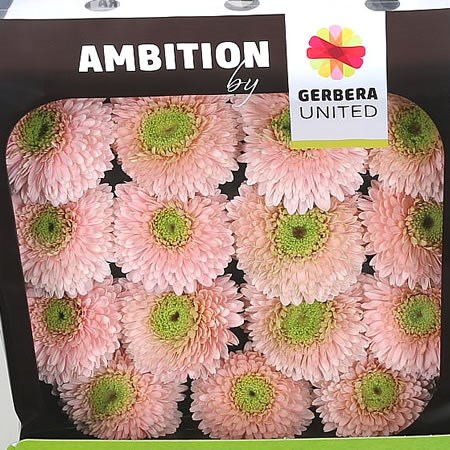 Gerbera Gerrondo Terra Himalia 45cm | Wholesale Dutch Flowers & Florist ...
