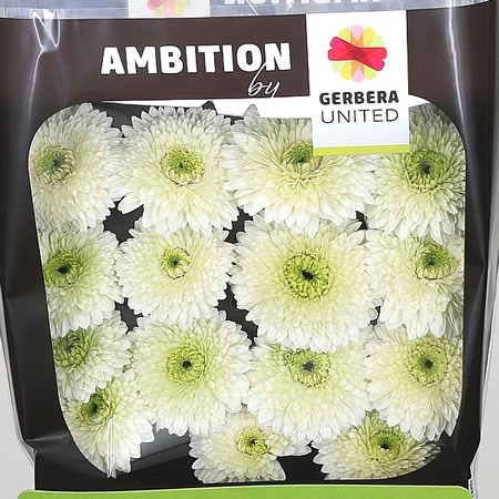 Gerbera Gerrondo Terra Moon Kick 50cm | Wholesale Dutch Flowers ...