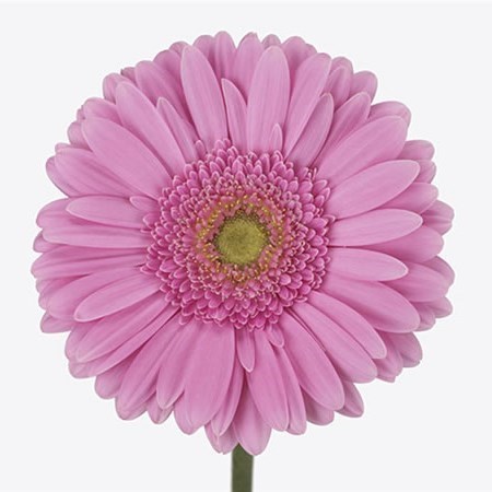 Gerbera Glossy x 15 | Wholesale Dutch Flowers & Florist Supplies UK