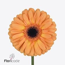 Gerbera Jetset 45cm | Wholesale Dutch Flowers & Florist Supplies UK
