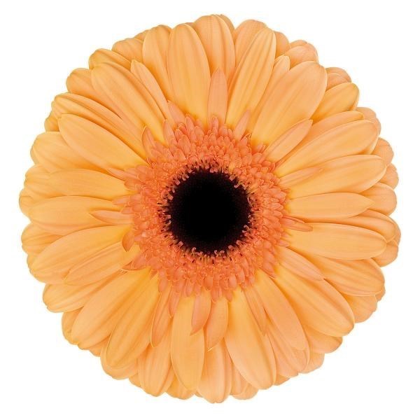 Gerbera Jetset x 50 | Wholesale Dutch Flowers & Florist Supplies UK