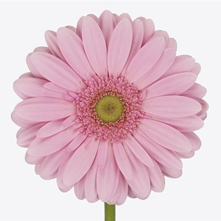 Gerbera Melrose 45cm | Wholesale Dutch Flowers & Florist Supplies UK