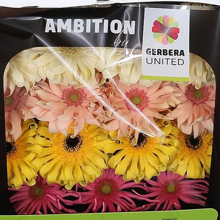Gerbera Pasta Mix 45cm | Wholesale Dutch Flowers & Florist Supplies UK