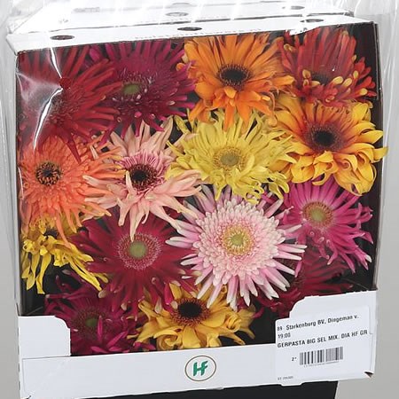 Gerbera Pasta Mix 50cm | Wholesale Dutch Flowers & Florist Supplies UK