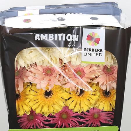 Gerbera Pasta Mix (Cols May Vary) 50cm | Wholesale Dutch Flowers ...