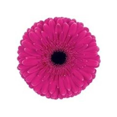 Gerbera Picobello 45cm | Wholesale Dutch Flowers & Florist Supplies UK