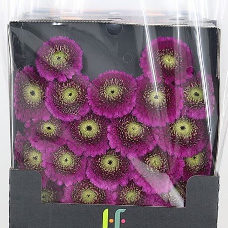 Gerbera Pomponi Japio (Secure Boxed) 45cm | Wholesale Dutch Flowers ...