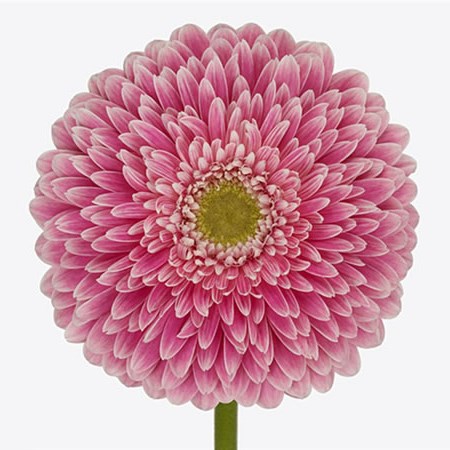Gerbera Pomponi Power Ball 45cm | Wholesale Dutch Flowers & Florist ...