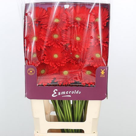 Gerbera Red Explosion 45cm | Wholesale Dutch Flowers & Florist Supplies UK