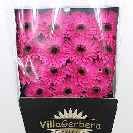 Gerbera Rich 45cm | Wholesale Dutch Flowers & Florist Supplies UK
