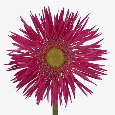 Gerbera Rodrigo 45cm | Wholesale Dutch Flowers & Florist Supplies UK