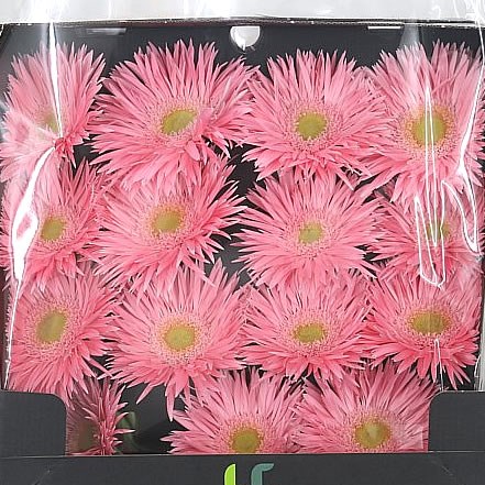Gerbera Spider Emotion 45cm | Wholesale Dutch Flowers & Florist Supplies UK