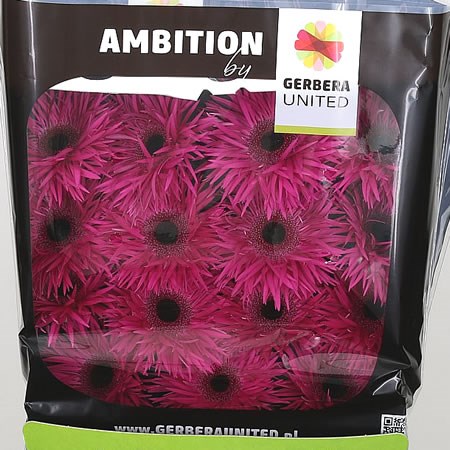 Gerbera Spider Renegade 65cm | Wholesale Dutch Flowers & Florist ...