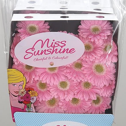 Germini Babble (Secure Boxed) 65cm | Wholesale Dutch Flowers & Florist ...