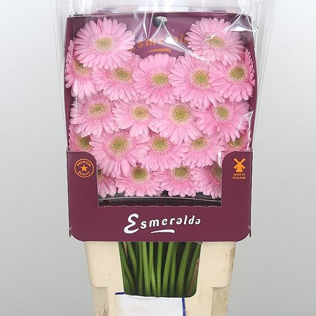 Germini Babble (Secure Packed) 45cm | Wholesale Dutch Flowers & Florist ...