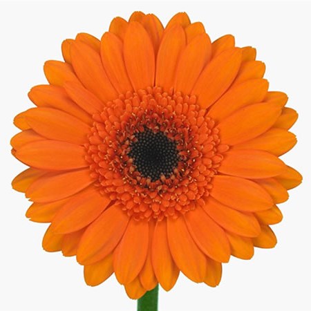 Germini Bison (Secure Packed) 45cm | Wholesale Dutch Flowers & Florist ...