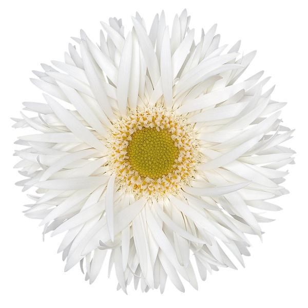 Germini Brocade (Bunched) | Wholesale Dutch Flowers & Florist Supplies UK