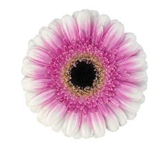 Germini Cabaret (Secure Boxed) 50cm | Wholesale Dutch Flowers & Florist ...