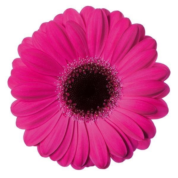Germini Caprice (Secure Boxed) x 30 | Wholesale Dutch Flowers & Florist ...