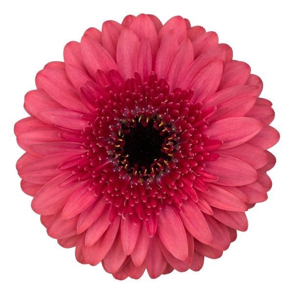 Germini Corallo (Secure Boxed) x 30 | Wholesale Dutch Flowers & Florist ...
