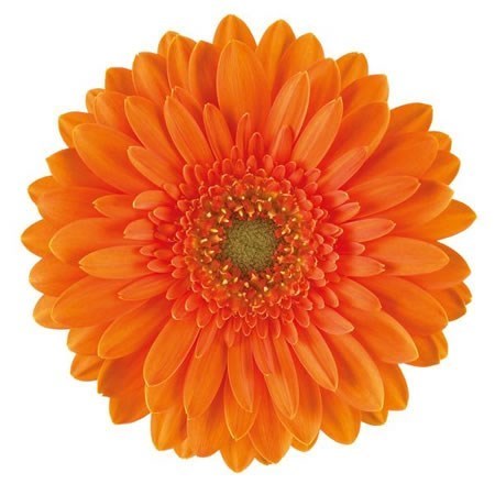 Germini Cuby (Bunched) | Wholesale Dutch Flowers & Florist Supplies UK