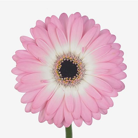 Germini Cupcake (Secure Boxed) 45cm | Wholesale Dutch Flowers & Florist ...