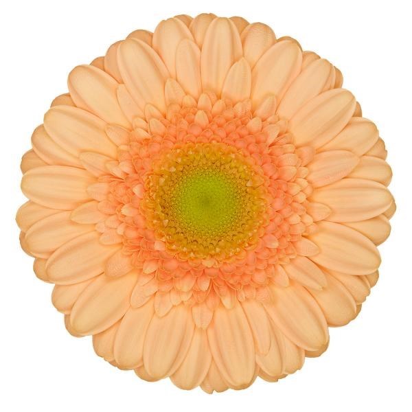 Germini Dalida (Bunched) | Wholesale Dutch Flowers & Florist Supplies UK