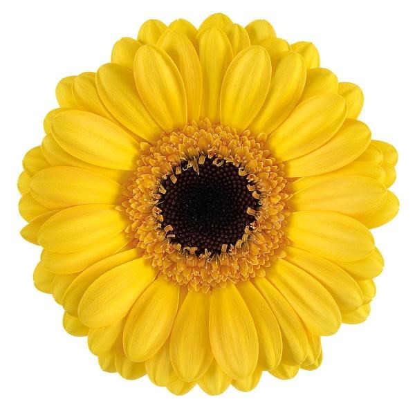 Germini Delmonte (Secure Boxed) x 30 | Wholesale Dutch Flowers ...