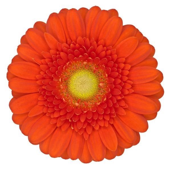 Germini Dorito (Bunched) | Wholesale Dutch Flowers & Florist Supplies UK