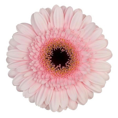 Germini Everton (Secure Boxed) x 30 | Wholesale Dutch Flowers & Florist ...