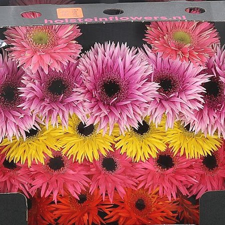 Germini Firework Mix (Secure Boxed) 45cm | Wholesale Dutch Flowers ...