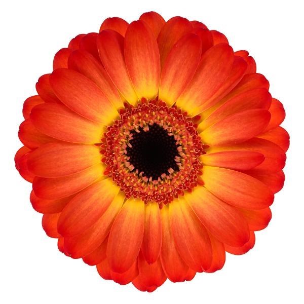 Germini Flamazing (Secure Boxed) | Wholesale Dutch Flowers & Florist ...