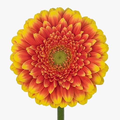 Germini Franky (Secure Boxed) 45cm | Wholesale Dutch Flowers & Florist ...