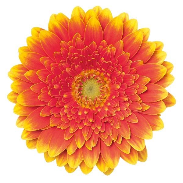 Germini Franky x 30 | Wholesale Dutch Flowers & Florist Supplies UK