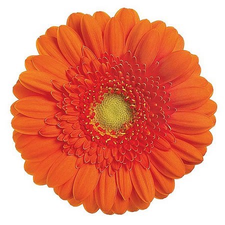 Germini Garfield (Secure Boxed) x 30 | Wholesale Dutch Flowers ...