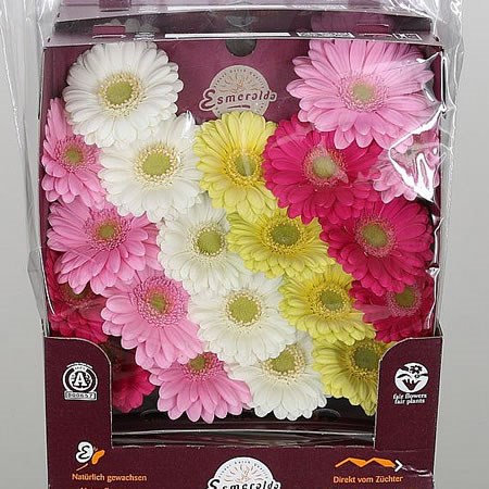Germini Havana Mix 45cm | Wholesale Dutch Flowers & Florist Supplies UK