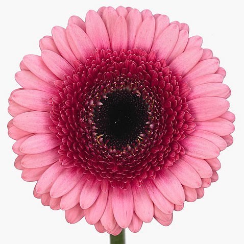 Germini Isabelle (Secure Boxed) x 30 | Wholesale Dutch Flowers ...