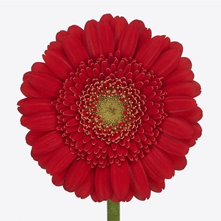 Germini Ketchup (Bunched) | Wholesale Dutch Flowers & Florist Supplies UK