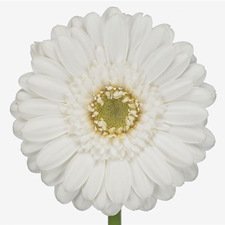 Germini Lobby (Secure Packed) 45cm | Wholesale Dutch Flowers & Florist ...