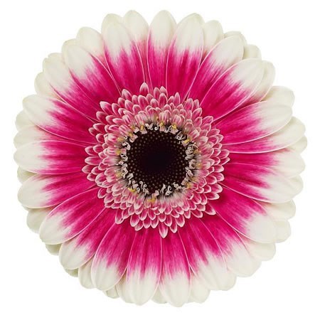 Germini Lucia (Secure Boxed) x 30 | Wholesale Dutch Flowers & Florist ...