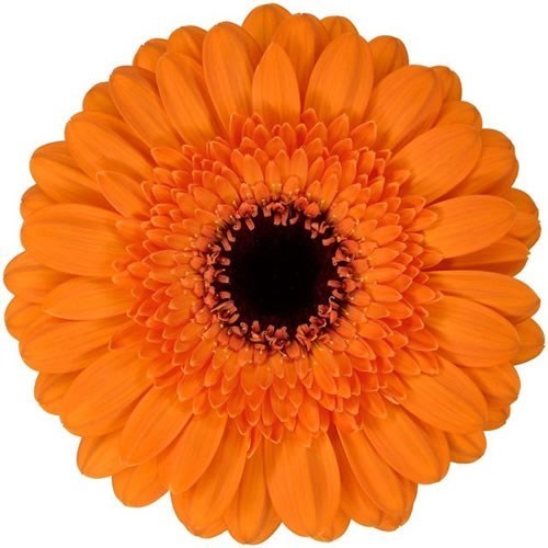 Germini Madison (Bunched) | Wholesale Dutch Flowers & Florist Supplies UK