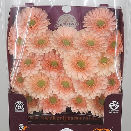 Germini Moet (Secure Packed) 45cm | Wholesale Dutch Flowers & Florist ...