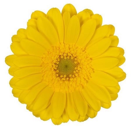 Germini Moreno (Secure Boxed) x 30 | Wholesale Dutch Flowers & Florist ...