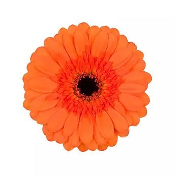 Germini Nassau (Bunched) | Wholesale Dutch Flowers & Florist Supplies UK