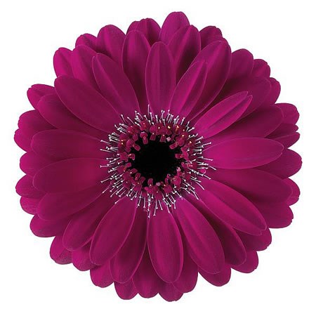 Germini Navy (Secure Boxed) 45cm | Wholesale Dutch Flowers & Florist ...