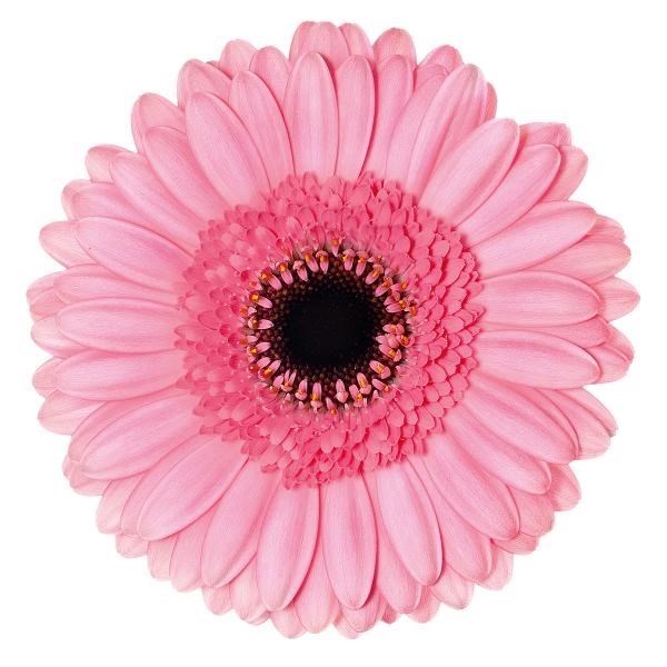 Germini Petticoat (Secure Boxed) x 30 | Wholesale Dutch Flowers ...