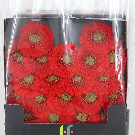 Germini Pomponi Amore (Secure Boxed) 45cm | Wholesale Dutch Flowers ...